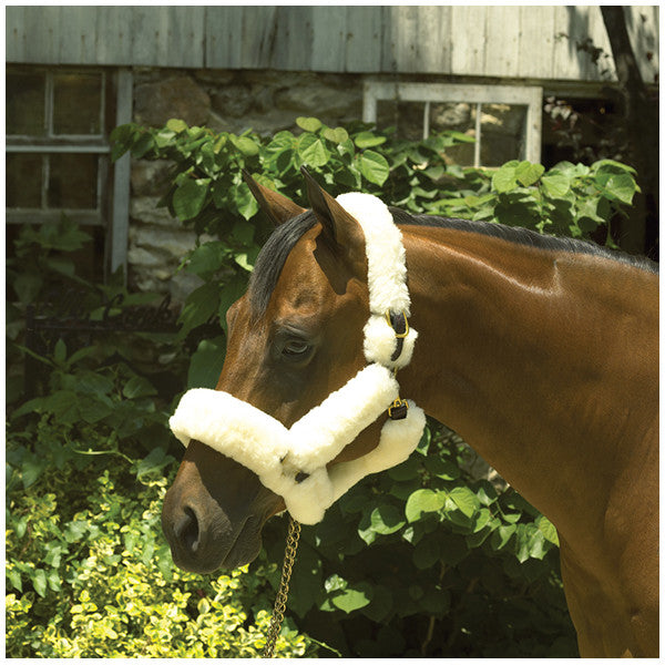 Perri's Leather Genuine Sheepskin Shipping Halter
