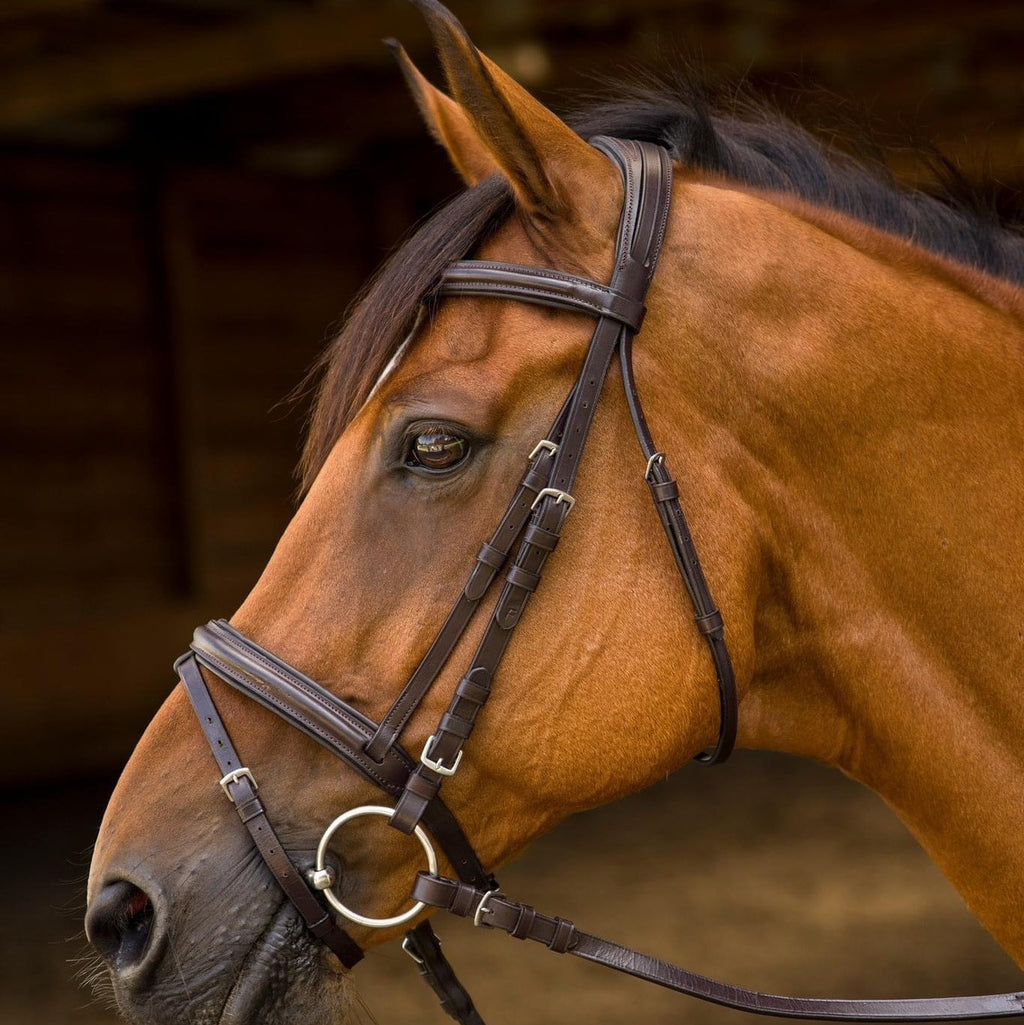 Avignon Louisville Bridle